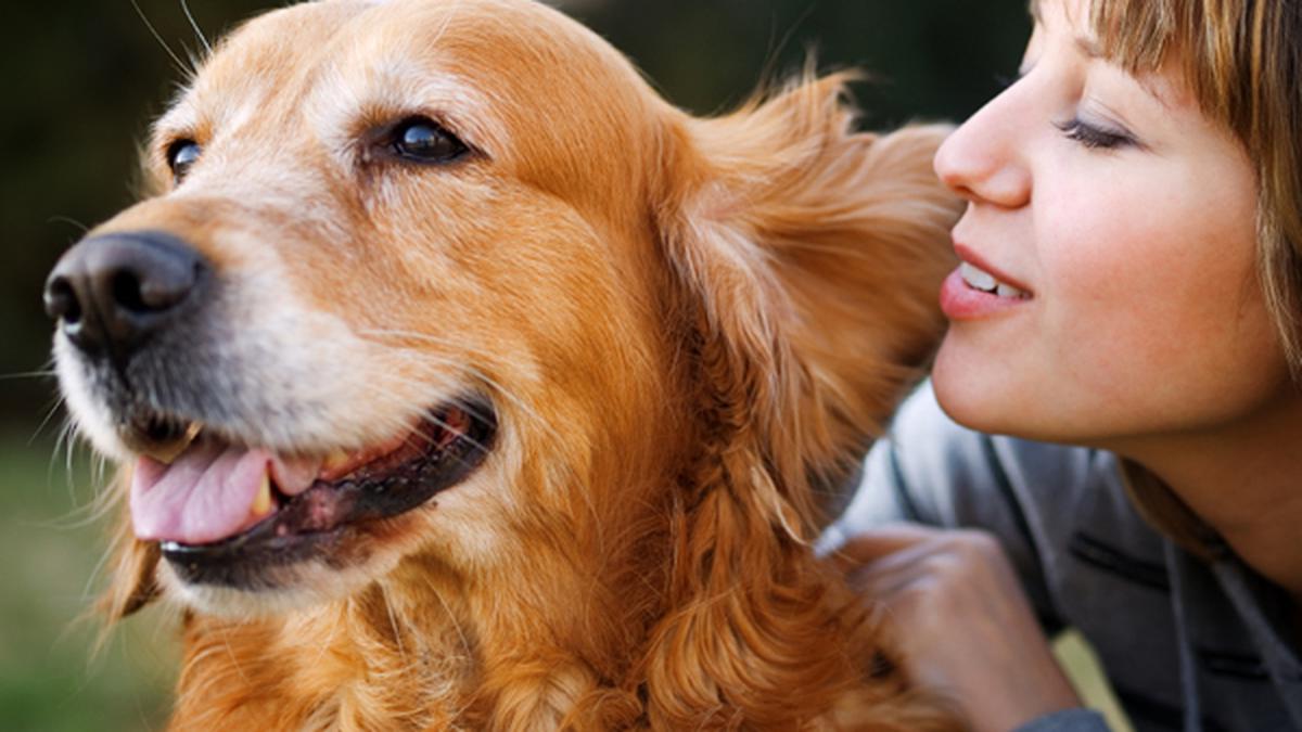 4 Manfaat Sehat dari Pelihara Anjing