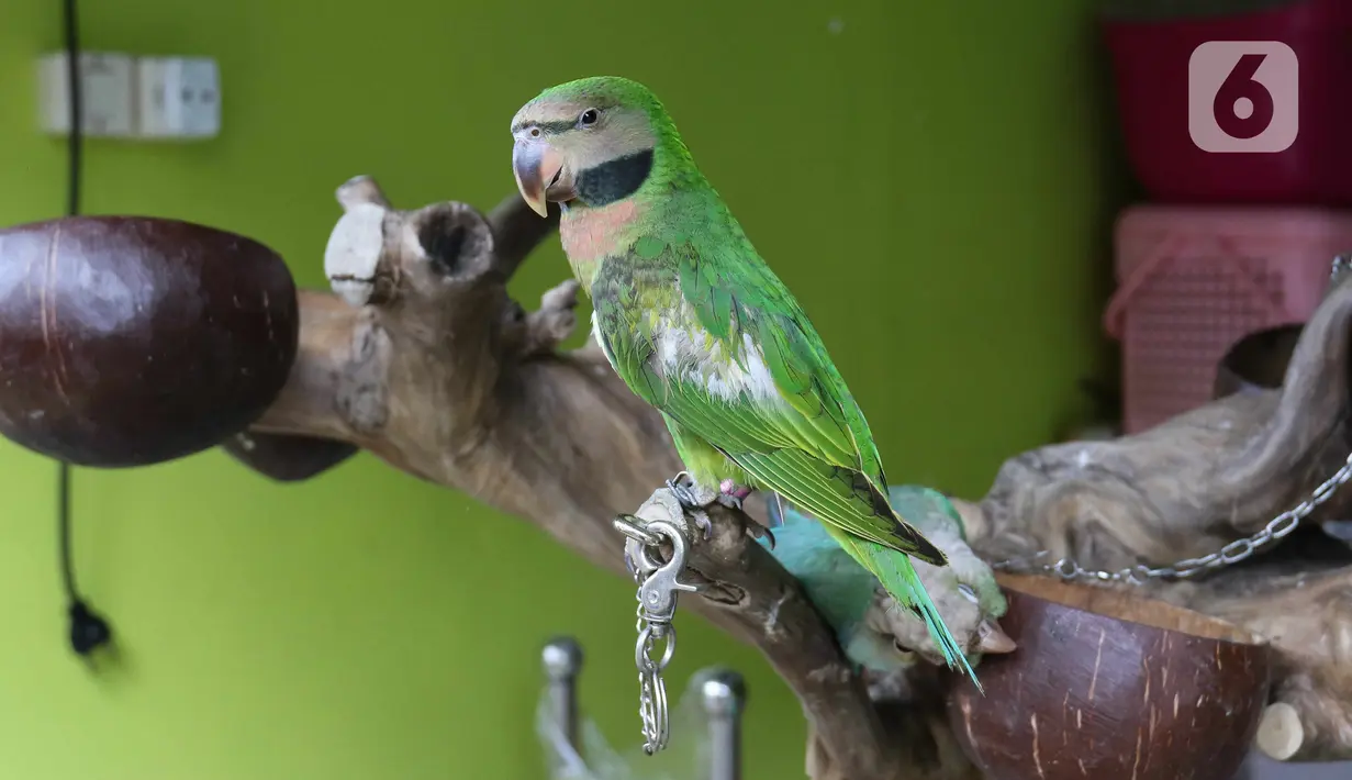 85 Kios di Pasar Hewan Barito Kembali Beroperasi - Foto Liputan6.com