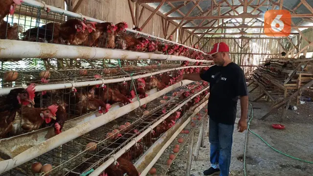 7 Cara Beternak Ayam Petelur bagi Pemula - Hot Liputan6.com