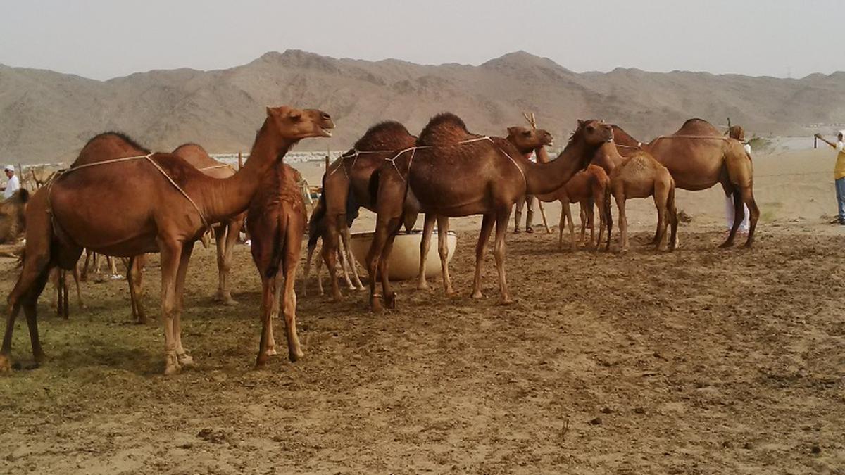 Mereguk Manisnya Bisnis Peternakan Unta di Mekkah - Bisnis Liputan6.com