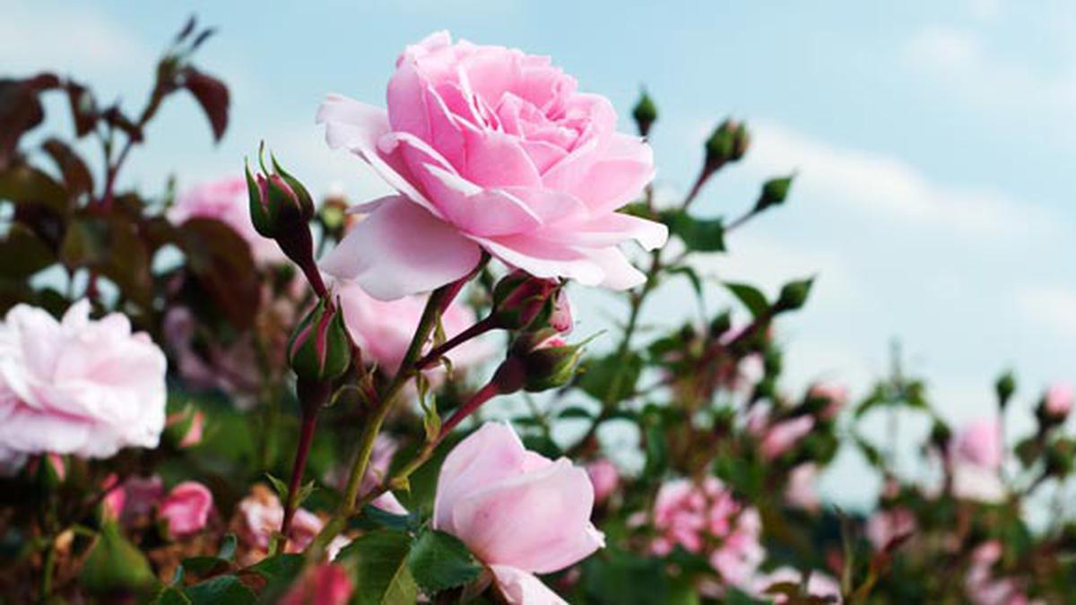 Kisah Bunga Mawar dan Pohon Bambu