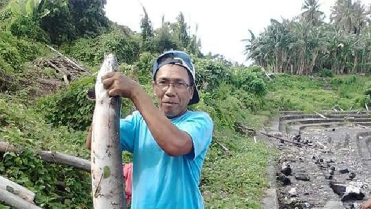 Cerita Ikan Masapi Selamatkan Nenek Moyang Bugis dari Belanda ...