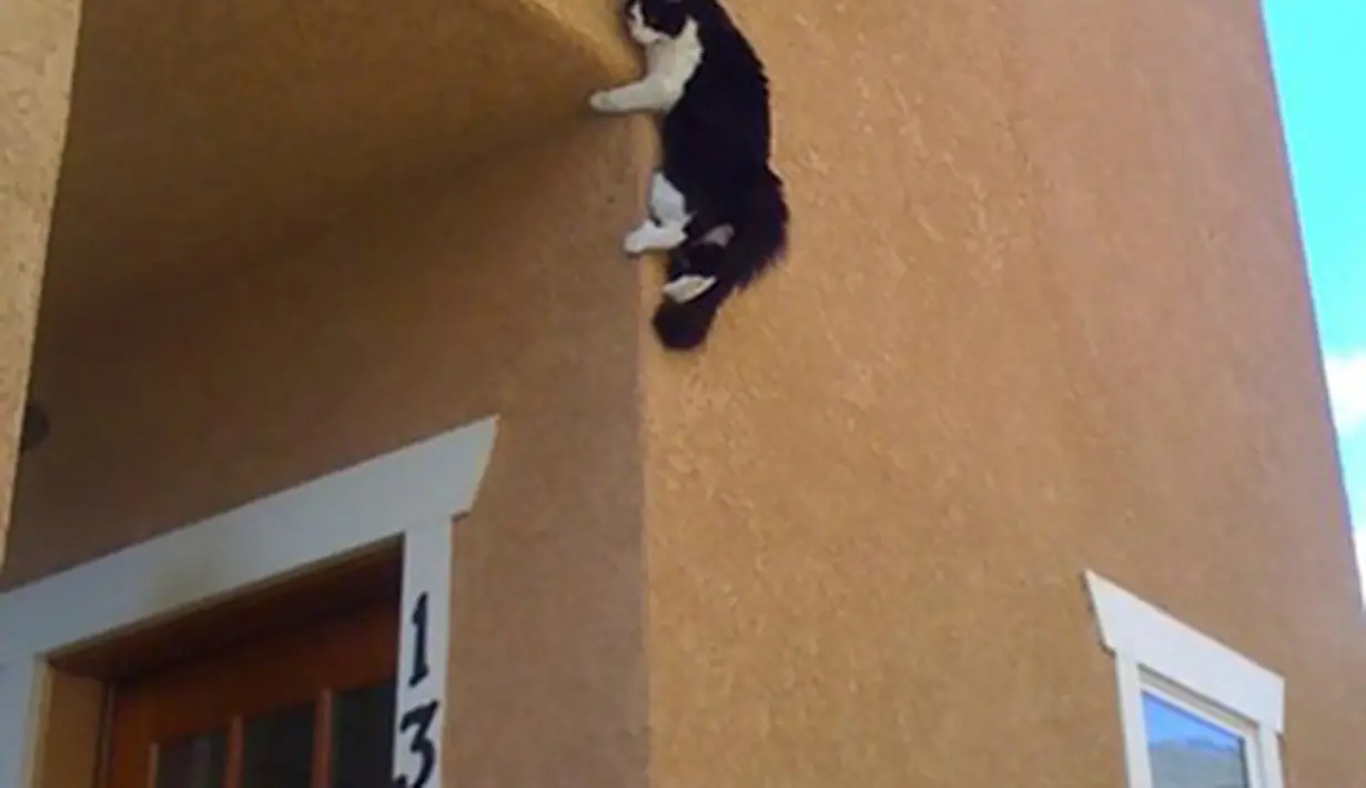 Kucing Lucu Ini Bisa Sembunyi Mirip Ninja - Photo Fimela.com