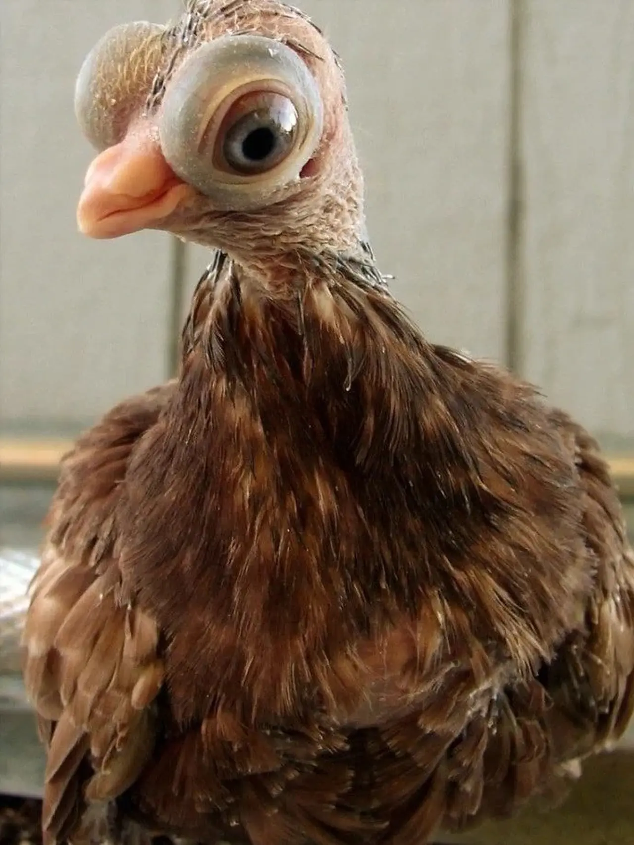 7 Potret Merpati Bermata Melotot Ini Mirip Kartun, Unik dan Langka ...