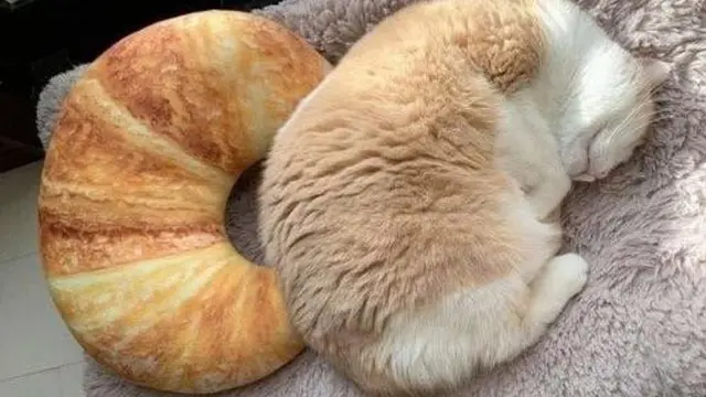 6 Aksi Kucing Menyamar Jadi Roti Ini Bikin Kucek Mata, Perlu Lihat Dua ...