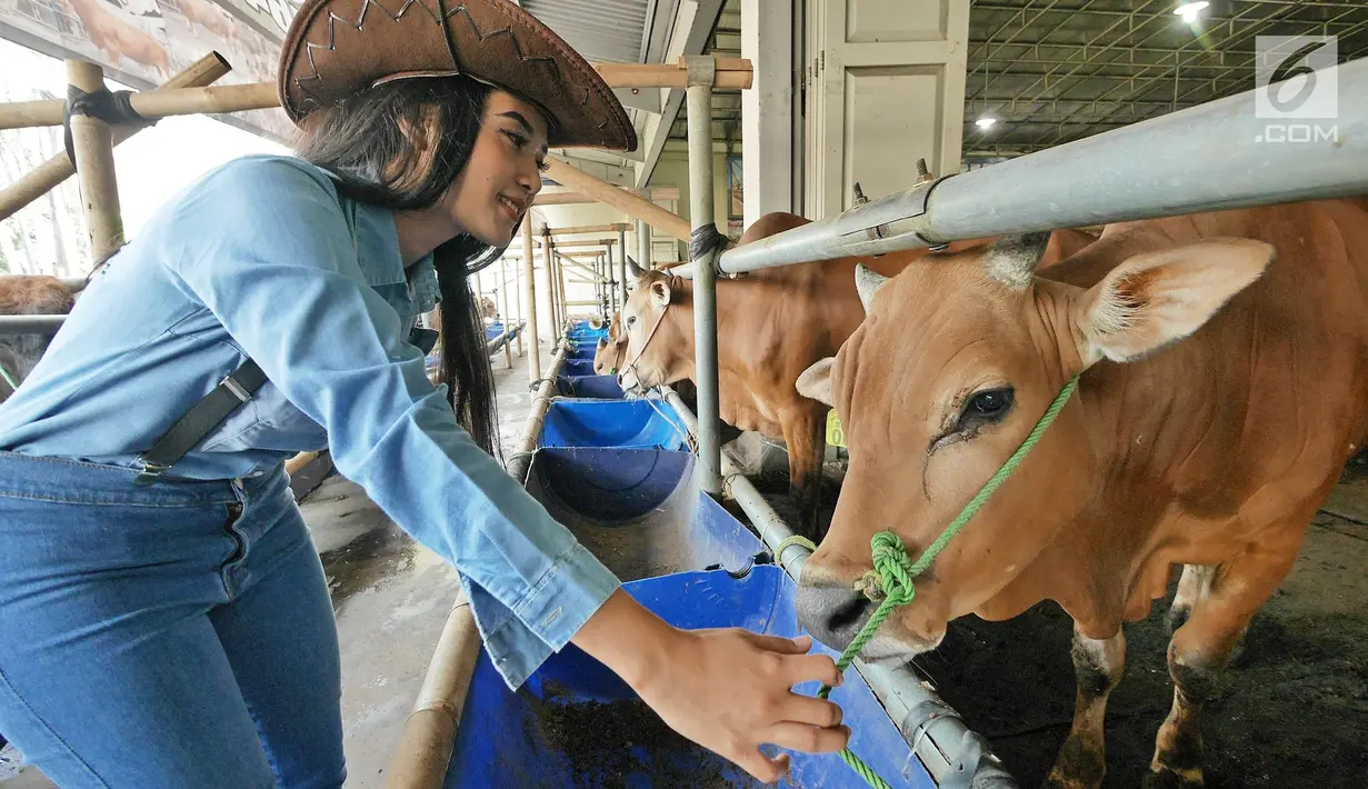 FOTO: Daya Tarik SPG Berkostum Koboi Penjual Sapi - Foto Liputan6.com
