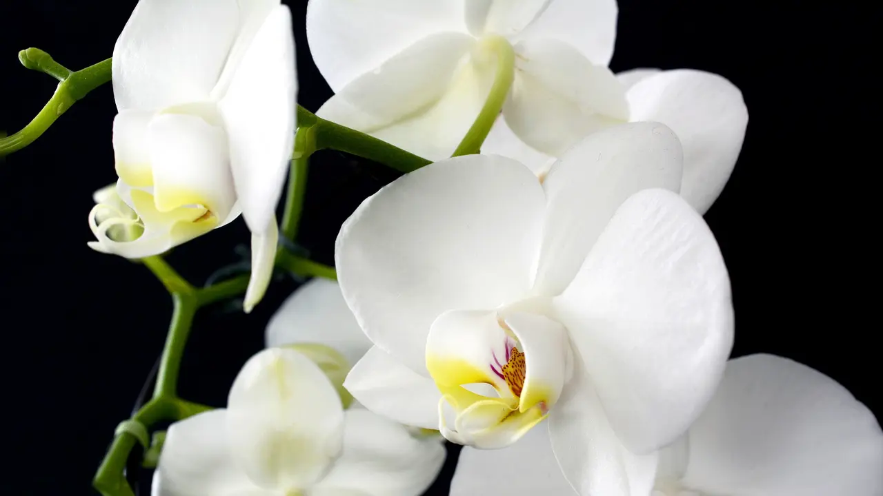 20 Macam-Macam Bunga Anggrek yang Populer di Indonesia, Ada yang ...