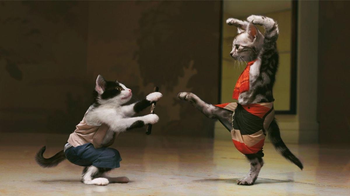 Bukan Cuma Manusia, Kucing Juga Bisa Joget ala Michael Jackson ...