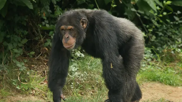 8 Jenis Primata Paling Berbahaya di Dunia, Jangan Coba Mendekat ...