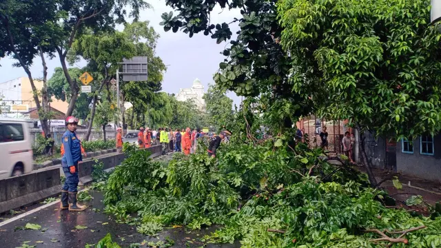 Pohon Tumbang di Pos Pengumben Jakbar Tutup Akses Jalan, Lalu Lintas ...