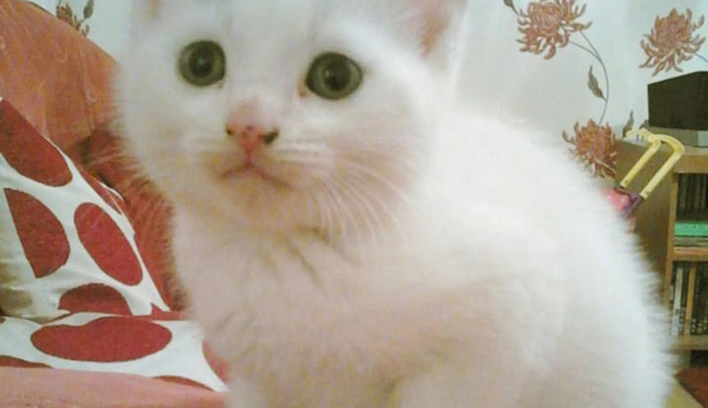 Punya Alis: Kucing Lucu Bernama Gary Ini Selalu Tampak Khawatir - Photo ...