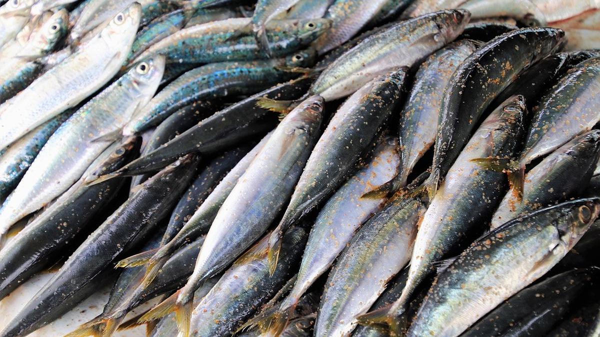 Harganya Terjangkau, 6 Ikan Ini Punya Kandungan Omega 3 Lebih Banyak ...