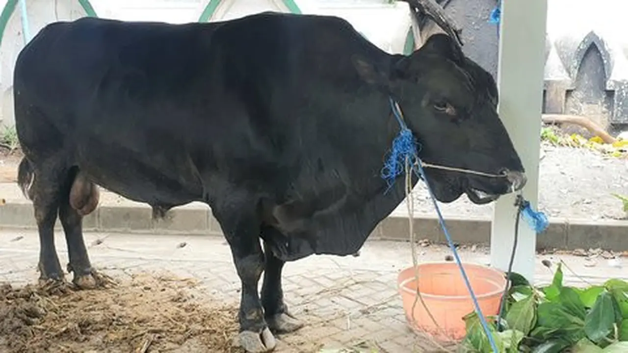 Potret Benowo, Sapi Kurban Jokowi Mirip Banteng Berbobot 1 Ton - Bisnis ...