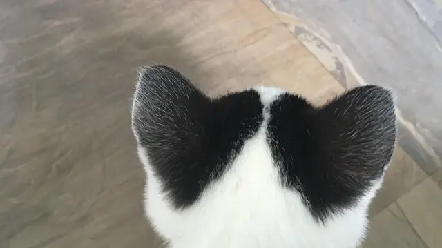 Top 3: Deretan Potret Super Unik Hewan di Dunia - Citizen6 Liputan6.com