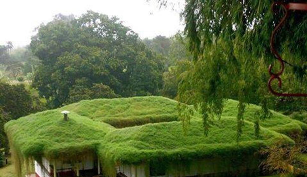Rumah Unik Dengan Atap Rumput: Keren Abis Ladies - Photo Fimela.com