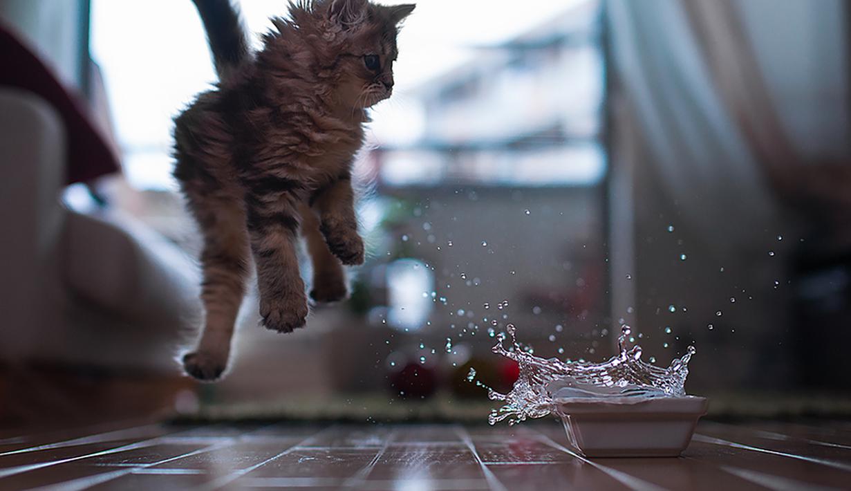 Pose Unik Para Kucing Melompat Seperti Ninja - Photo Fimela.com