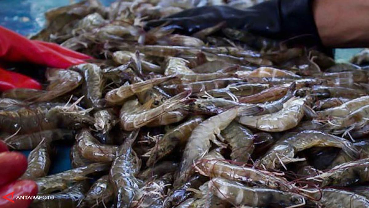 Hari Ini, AS Mulai Inspeksi Udang Indonesia - Bisnis Liputan6.com