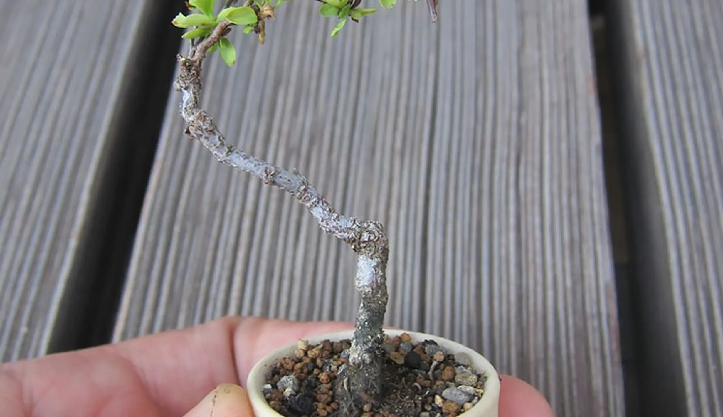 Paling Cantik Di Dunia, 8 Bonsai Ini Bikin Berdecak Kagum