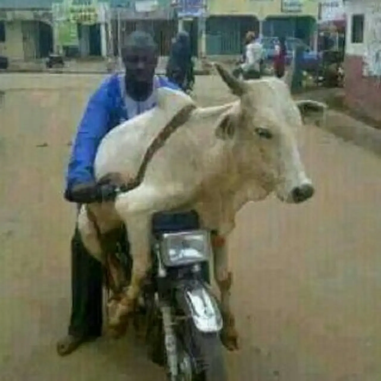 6 Potret Orang Angkut Sapi Pakai Motor Ini Bikin Was-Was Lihatnya - Hot ...