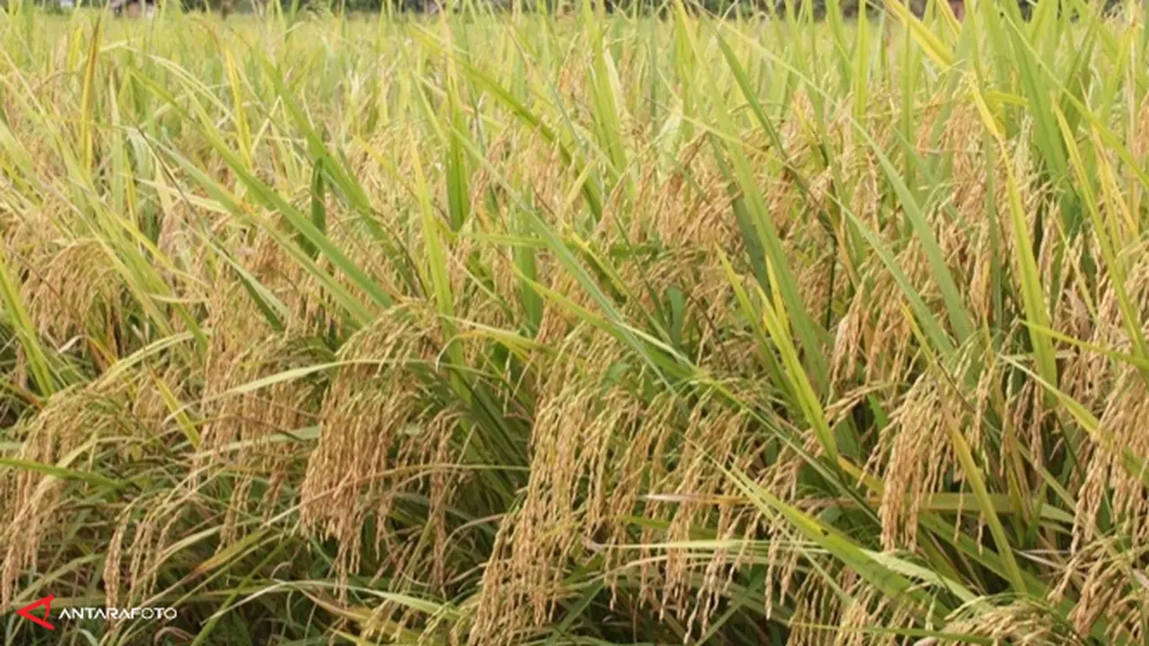 Resep Rambut Cantik dari Nenek Usia 131 Tahun - Health Liputan6.com