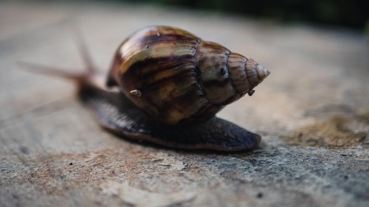 10 Hewan dengan Bahaya Mematikan, Tak Disangka Siput Salah Satunya