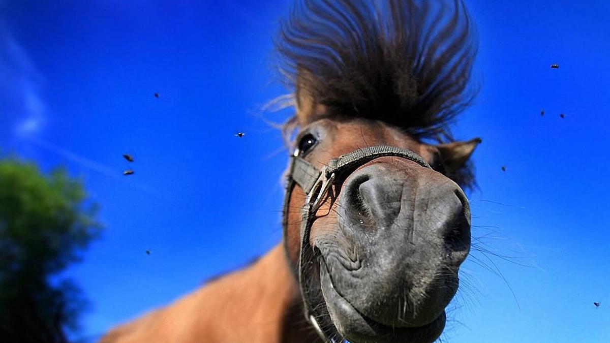 Sederet Meme 'Lebaran Kuda' yang Sempat Disebut SBY - Lifestyle Fimela.com