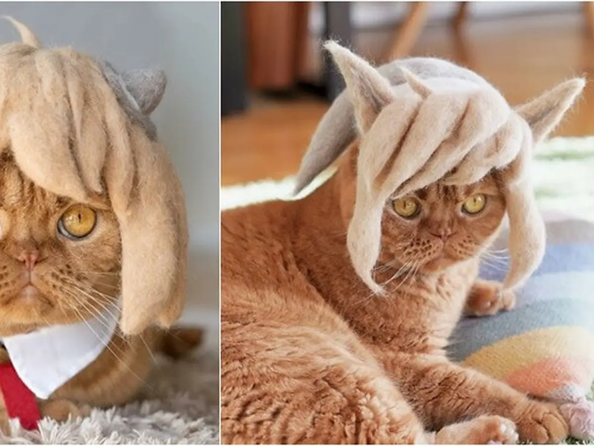 Kucing Lucu Dan Gokil