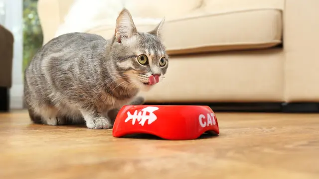 Ingin Berikan Makanan Kucing Terbaik, Ikuti 5 Tips Ini! - Ragam Bola.com