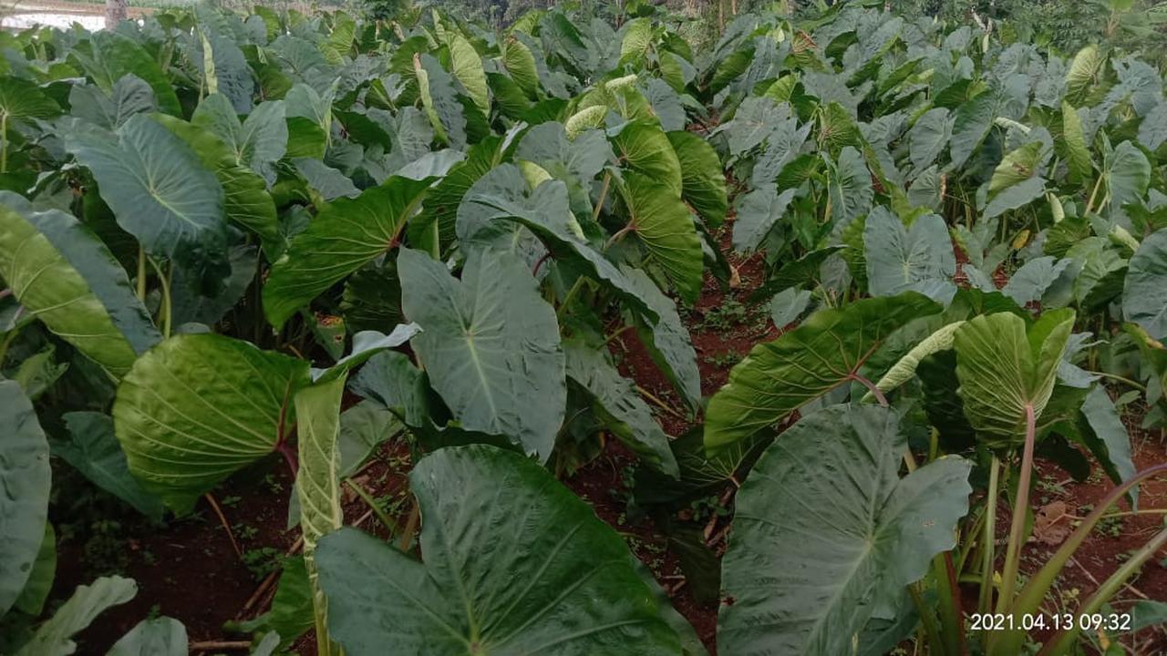 Lompong, Batang Talas yang Bernutrisi dan Kaya Manfaat