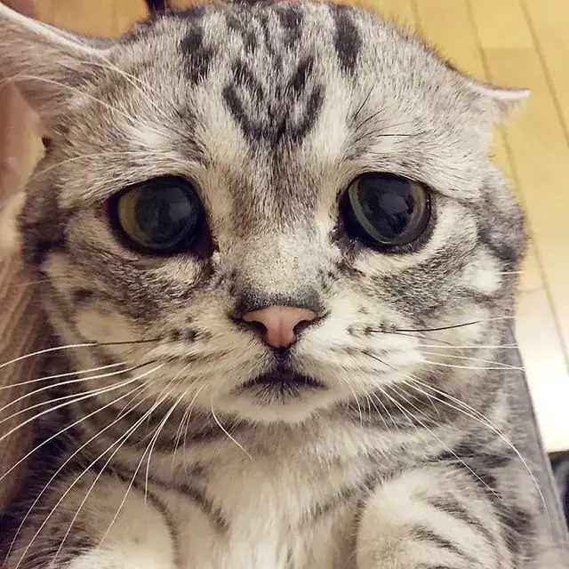 8 Potret Kucing saat Sedih Ini Justru Bikin Gemas - Hot Liputan6.com
