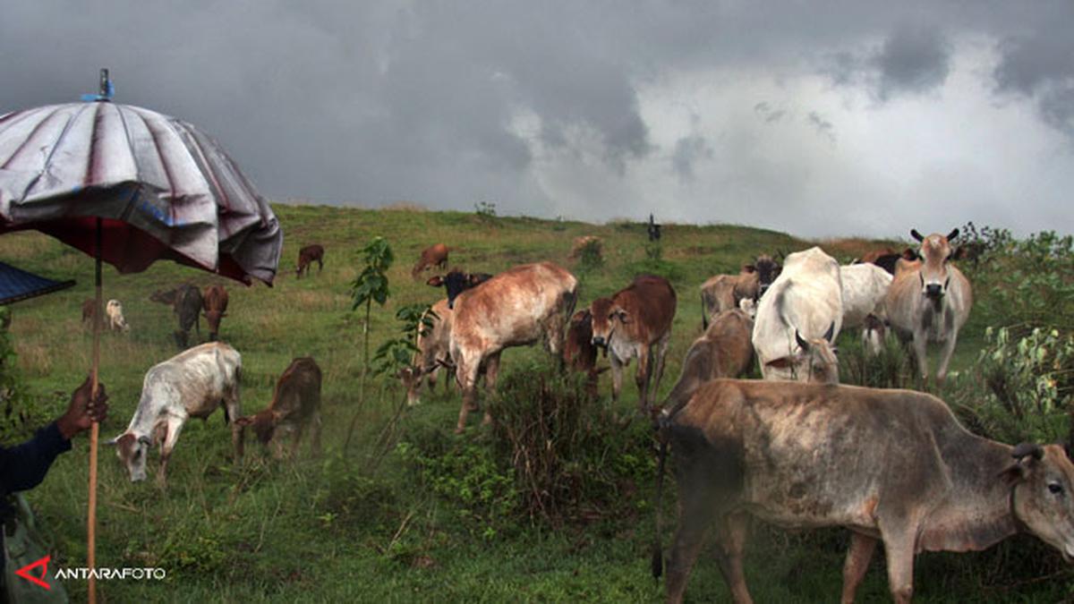 Ekspor Sapi Australia ke RI Anjlok - Bisnis Liputan6.com