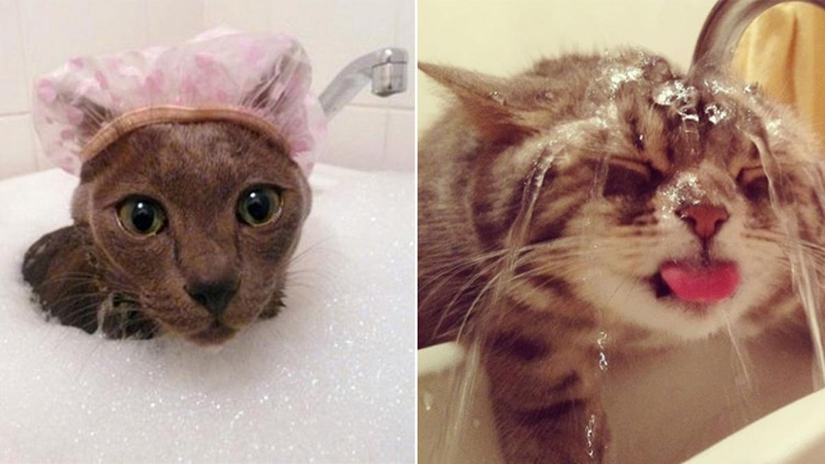 Lucunya Aksi Kucing yang Tak Takut Air - Citizen6 Liputan6.com