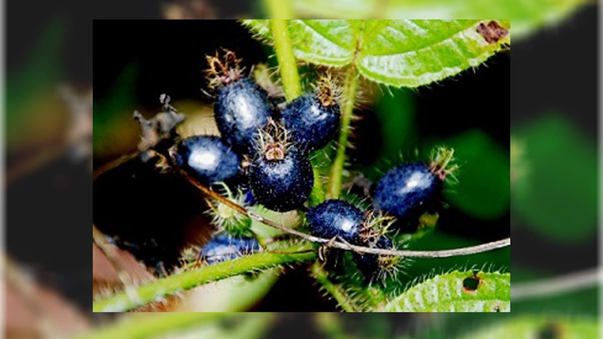 Kenalkan, Buah Penipu Ini Bernama Pollia Condensata - Citizen6 Liputan6.com