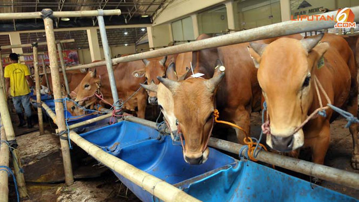Punya 14,3 juta Ekor, RI Cuma Bisa Sembelih 2 Juta Ekor Sapi - Bisnis ...