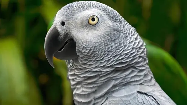 Sering Berkata 'Kotor', Burung Beo di Inggris Ini Malah Populer dan ...