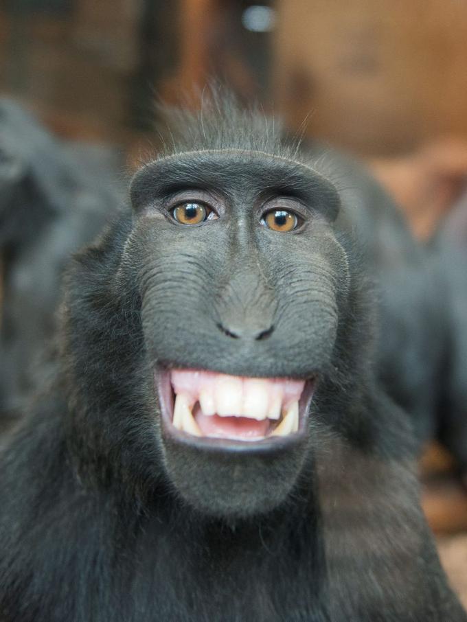 Mengenal Yaki, Monyet Hitam dari Sulawesi - Lifestyle Fimela.com
