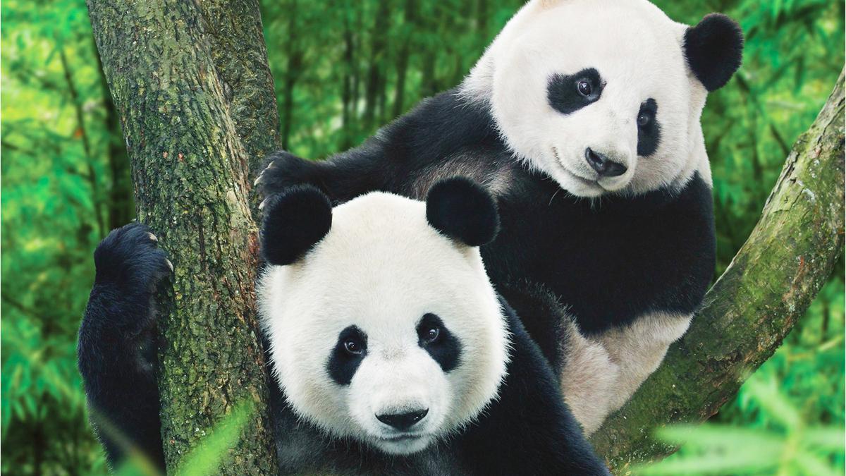 Lingkaran Hitam Mata Panda Ini Tiba-Tiba Berubah Jadi Putih, kenapa ...