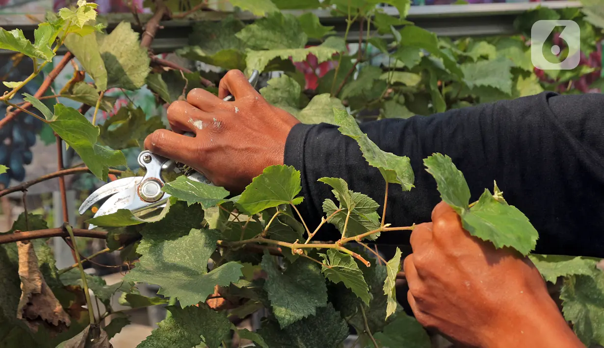 FOTO: Mengunjungi Kebun Budi Daya Anggur di Ibu Kota - Foto Liputan6.com
