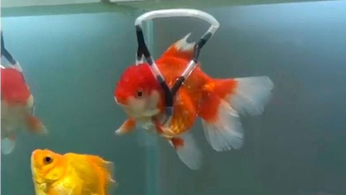 Pria Ciptakan 'Kursi Roda' Agar Ikan Mas Peliharaan Tetap Mengapung ...