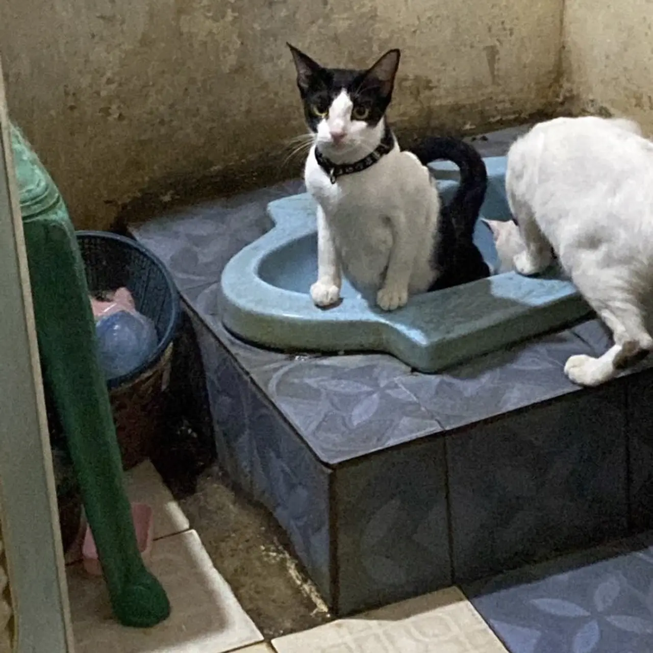 6 Potret Kucing Buang Air di Kloset Ini Ekspresinya Kocak, Diajarkan ...