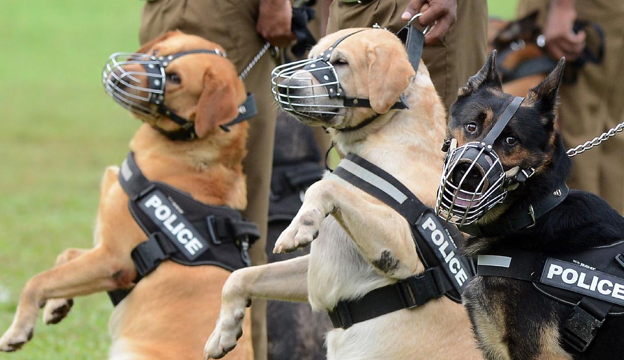 PHOTO: Atraksi Ketangguhan Anjing Polisi di Sri Lanka - Foto Liputan6.com