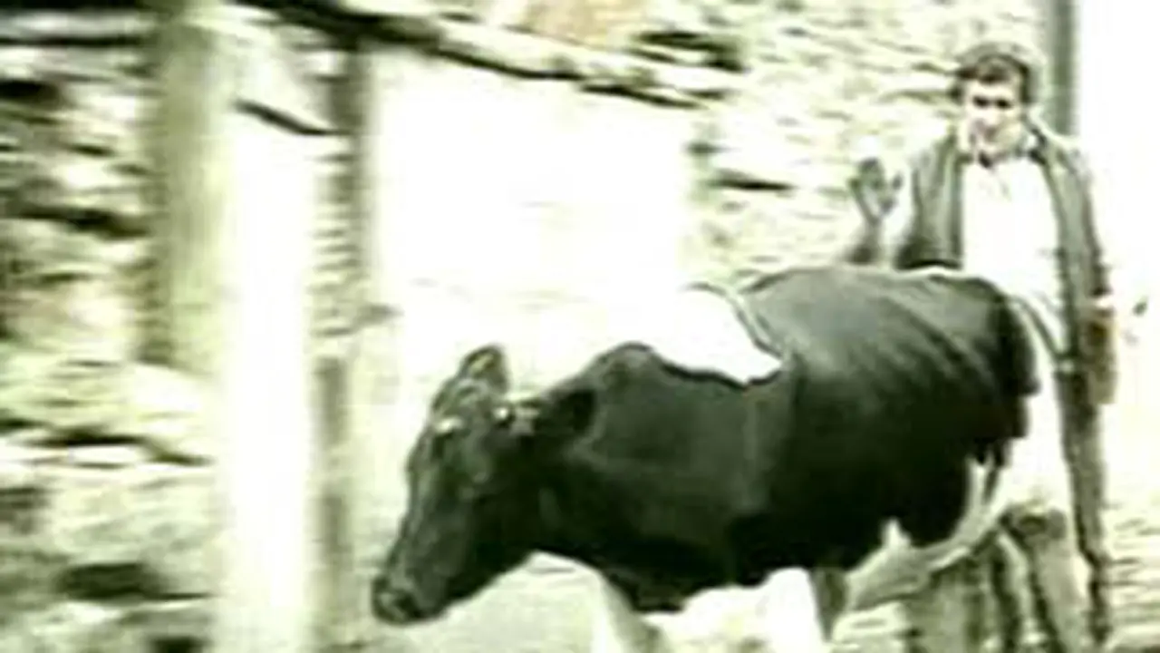 Aturan Baru Antisipasi Sapi Gila di AS - Global Liputan6.com