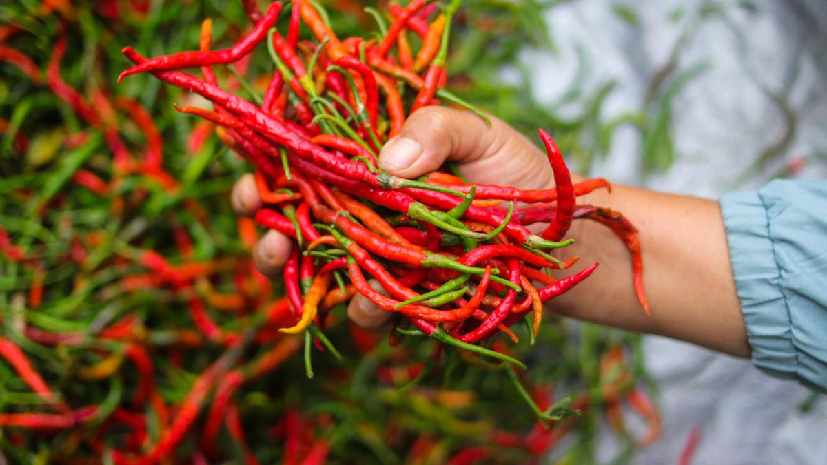 Tips Menyimpan Cabai di Kulkas agar Tetap Segar dan Nggak Cepat Busuk ...