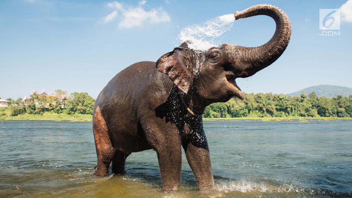 6 Destinasi Eksotik untuk Liburan Liar, dari Hutan Hujan hingga Bermain ...