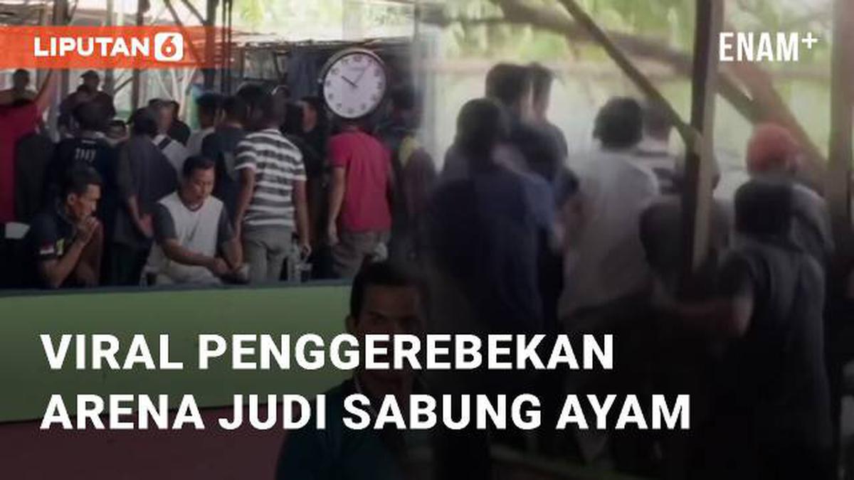 VIDEO: Viral Penggerebekan Arena Judi Sabung Ayam, Puluhan Penjudi Kabur