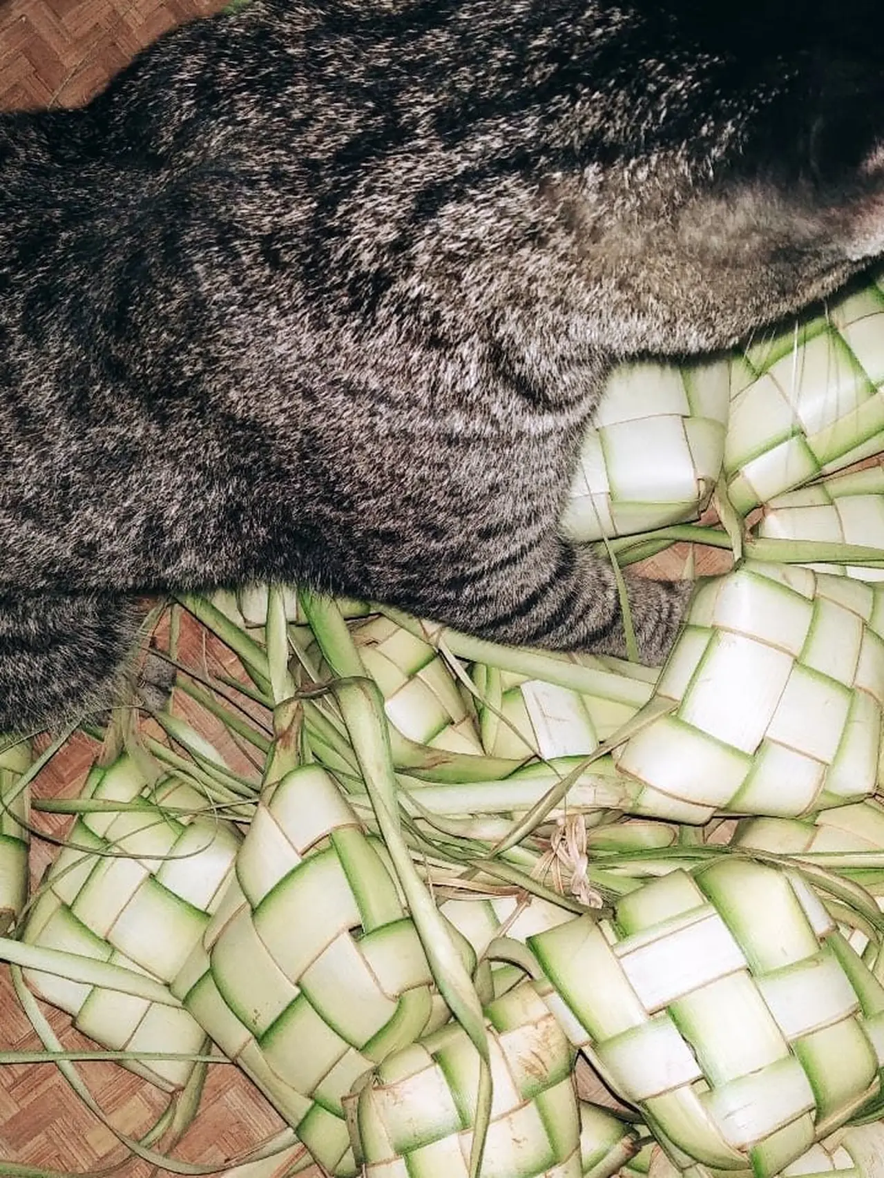 7 Potret Kucing 'Bantu Masak' di Dapur Ini Aksinya Bikin Gemas - Hot ...