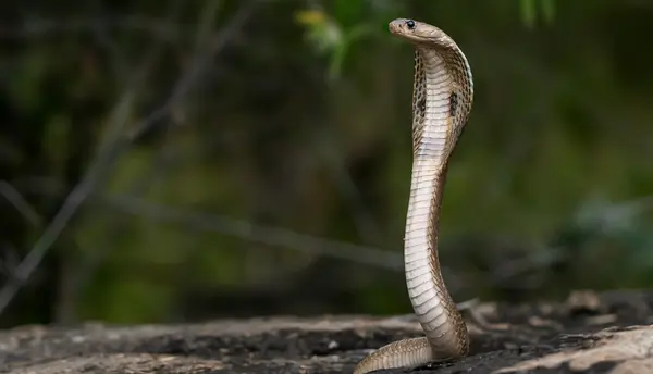 Arti Logo Bawaslu RI dan Maskot Wasra Wisri Terbaru, Wajib Tahu - Hot ...
