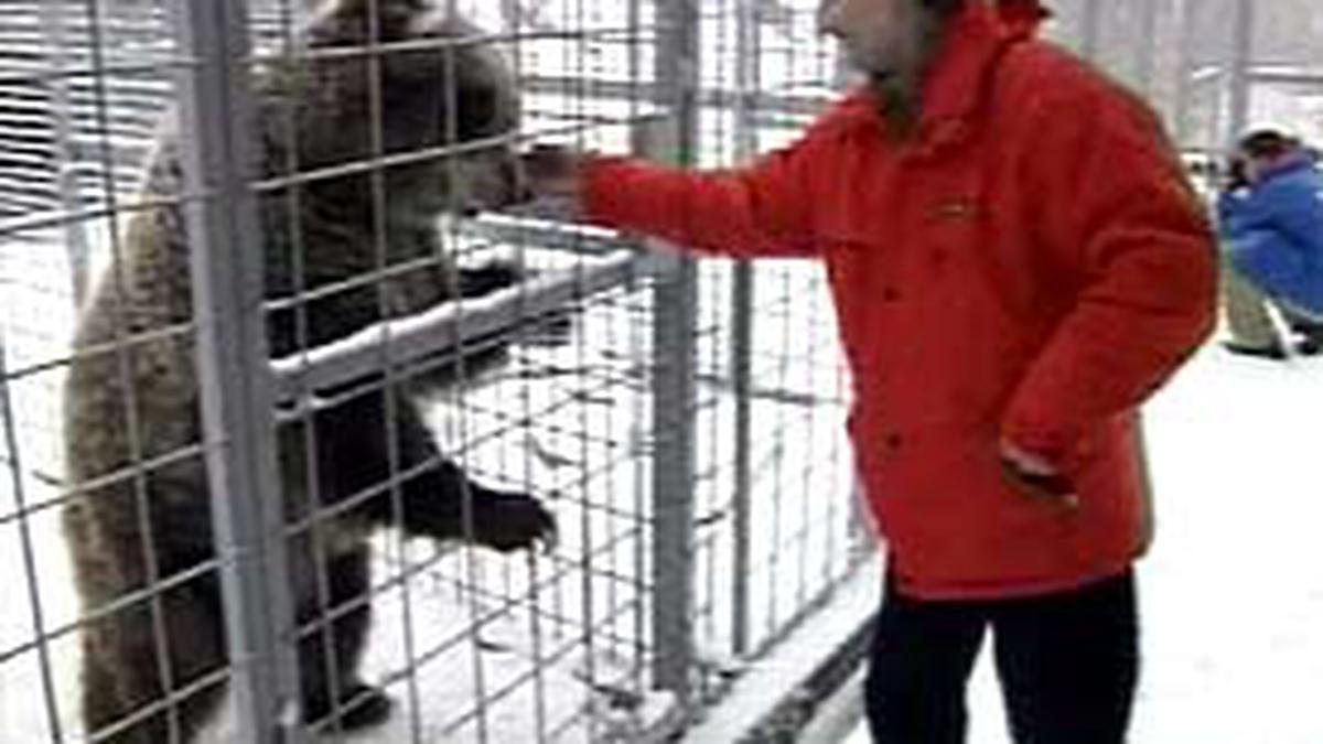 Melihat Tingkah Laku Hewan untuk Memprediksi Cuaca - Global Liputan6.com