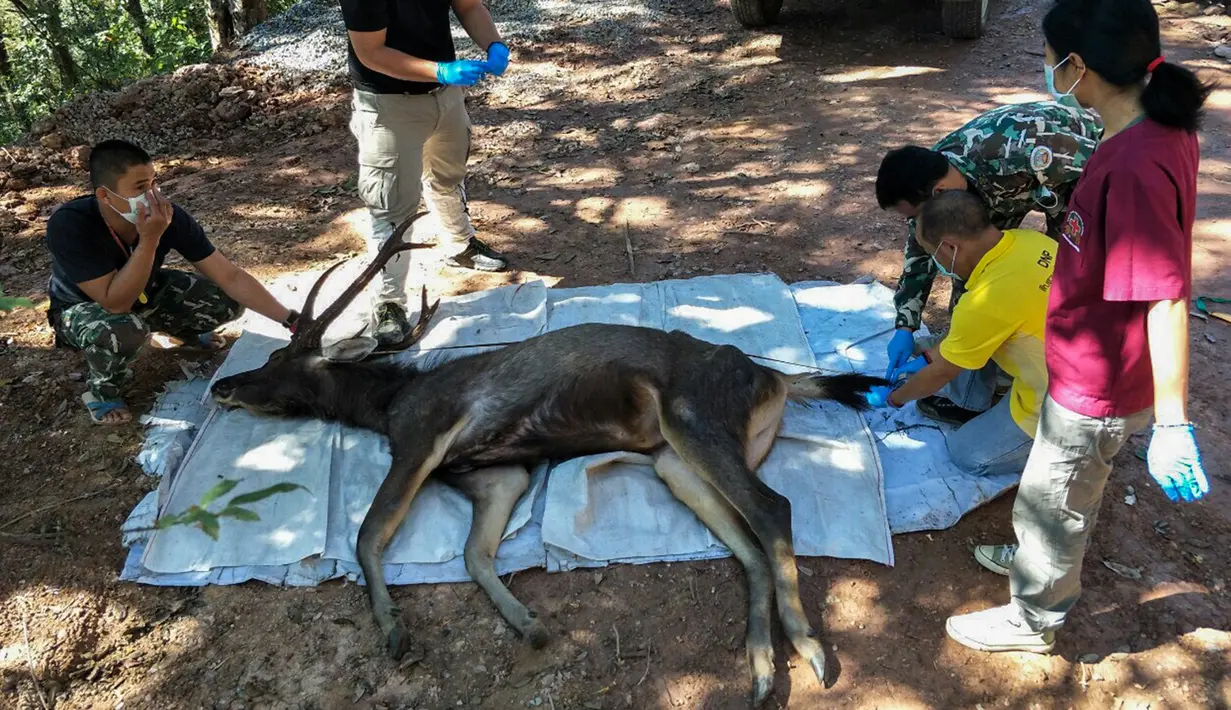 FOTO: Rusa Mati di Thailand, Perutnya Berisikan 7 Kg Plastik dan ...