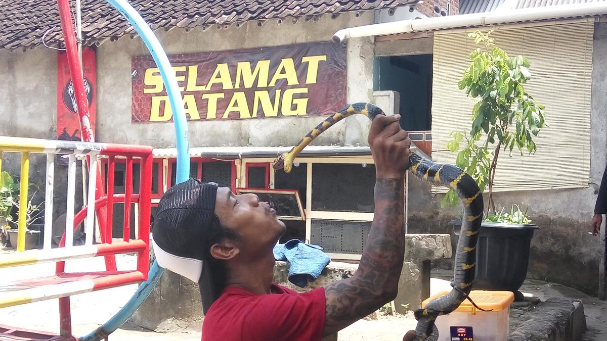 Membongkar Mitos dan Fakta Ular di Kampung Ular - Regional Liputan6.com